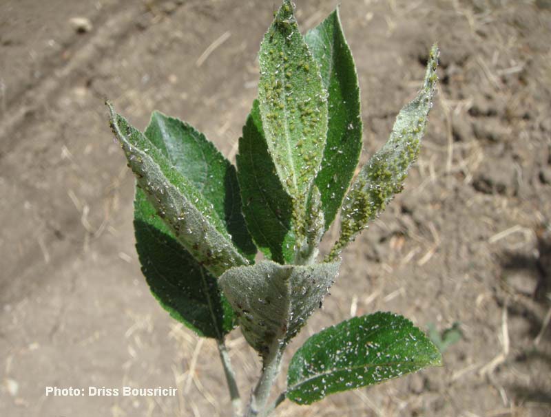Galerie Ravageurs - AMAROC AGRO