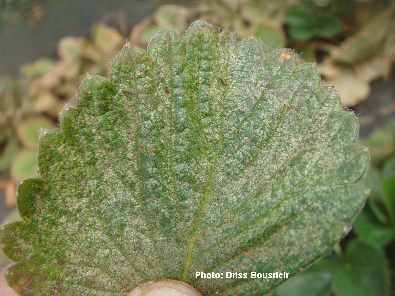 Galerie Ravageurs - AMAROC AGRO