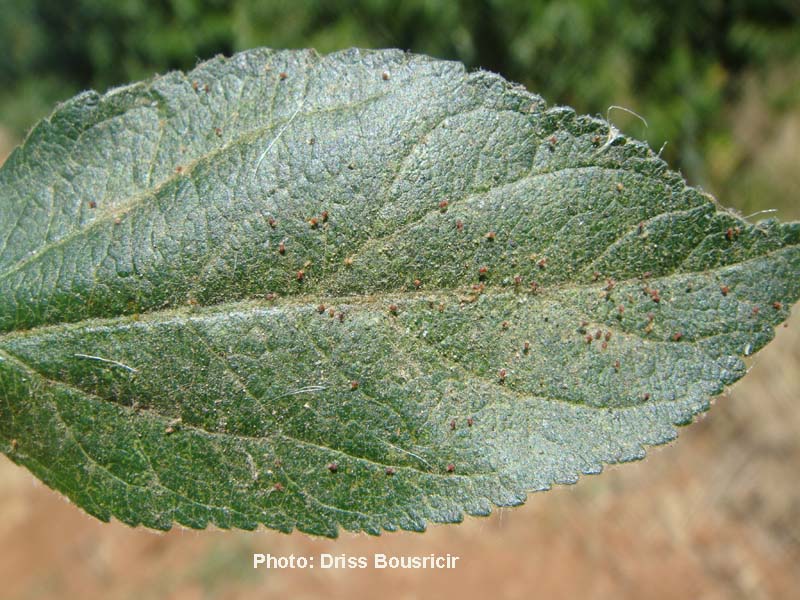 Galerie Ravageurs - AMAROC AGRO