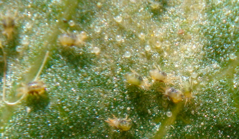 Galerie Ravageurs - AMAROC AGRO