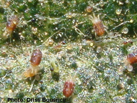 Galerie Ravageurs - AMAROC AGRO