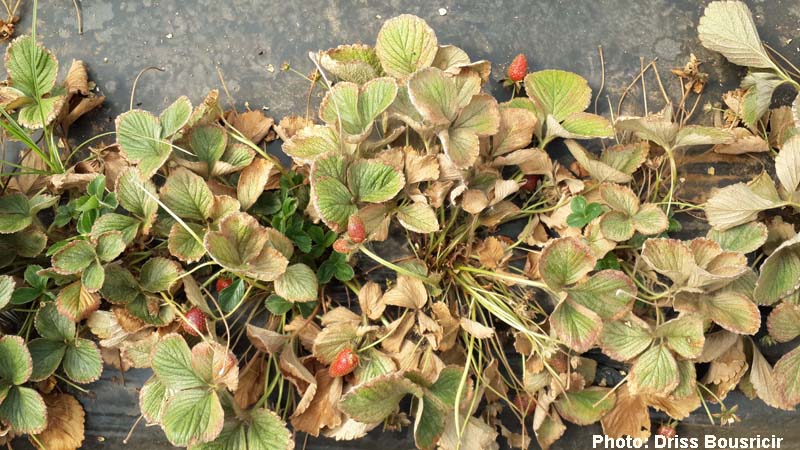 Galerie Ravageurs - AMAROC AGRO