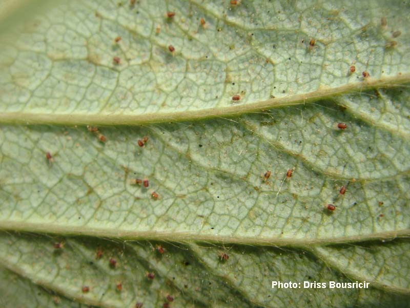 Galerie Ravageurs - AMAROC AGRO