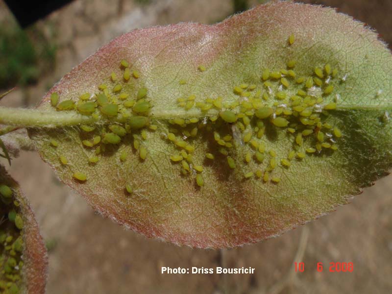 Galerie Ravageurs - AMAROC AGRO