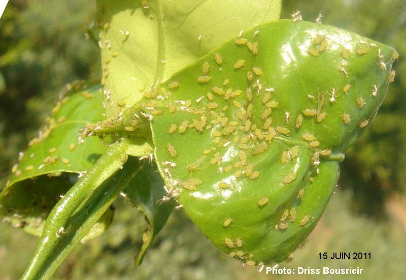Galerie Ravageurs - AMAROC AGRO