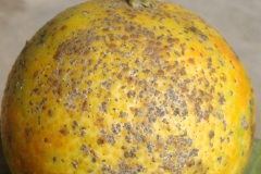 Galerie Ravageurs - AMAROC AGRO