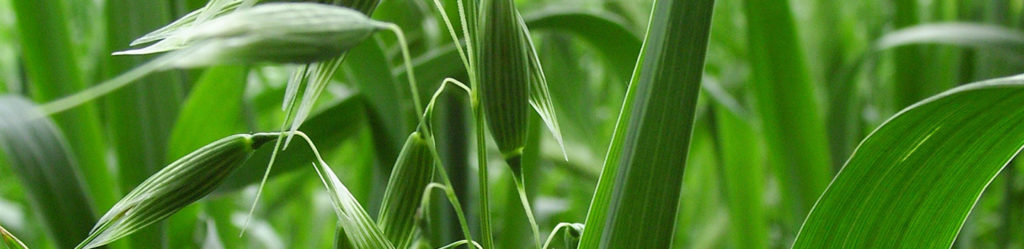 avoine_jardin_des_plantes - AMAROC AGRO