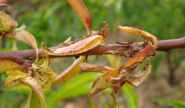 Le puceron vert du pêcher - AMAROC AGRO