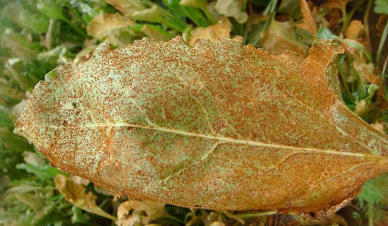 La rouille de la betterave à sucre - AMAROC AGRO