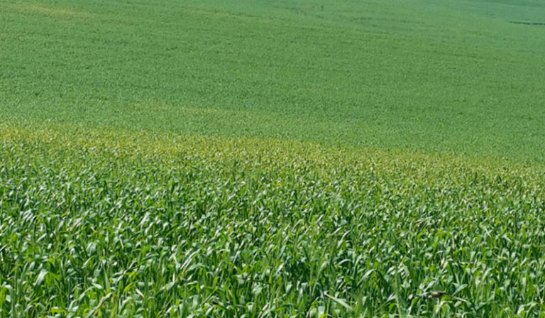 Blé rouille jaune foyer - AMAROC AGRO
