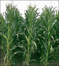 abgaro-012 - AMAROC AGRO