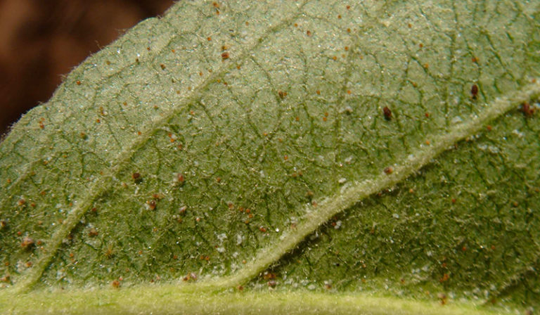 acarien-rouge-forte-attaque-sur-pommier - AMAROC AGRO