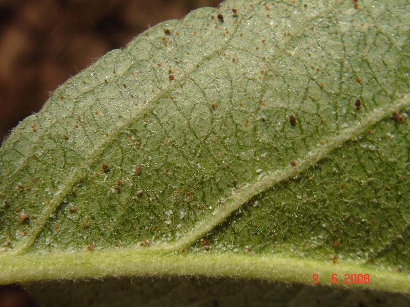 acarien-rouge-forte-attaque-sur-pommier - AMAROC AGRO