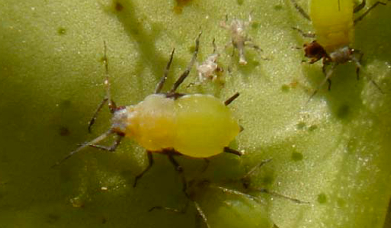 agrumes-puceron-vert - AMAROC AGRO