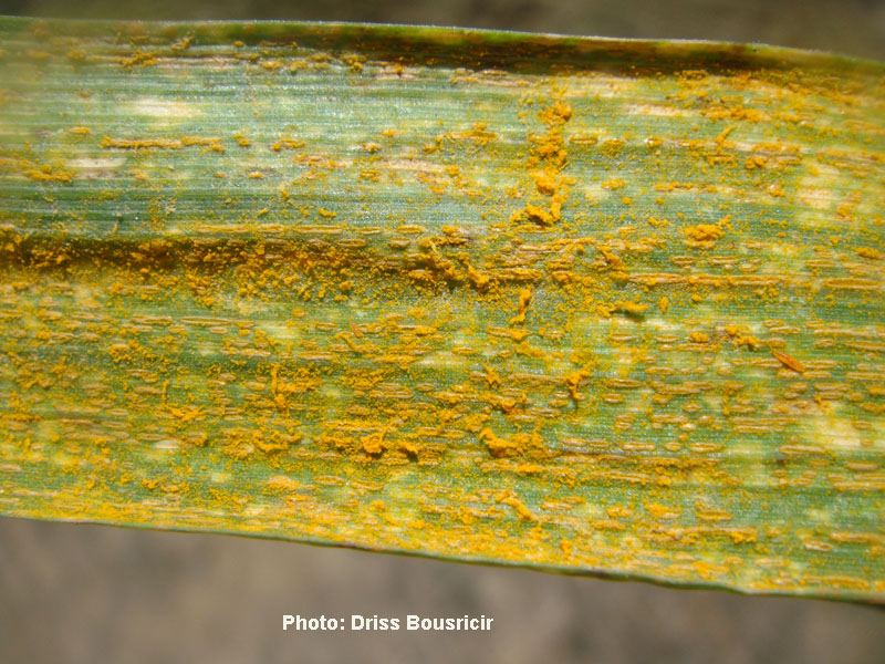 Rouille jaune du blé - AMAROC AGRO