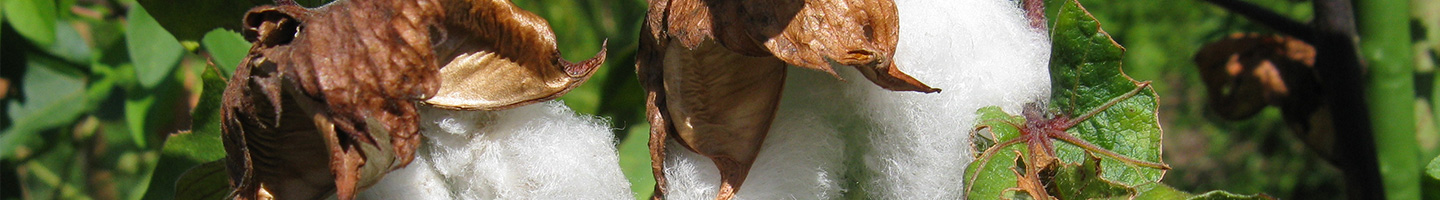 cotonnier - AMAROC AGRO