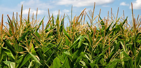 mais-bg - AMAROC AGRO