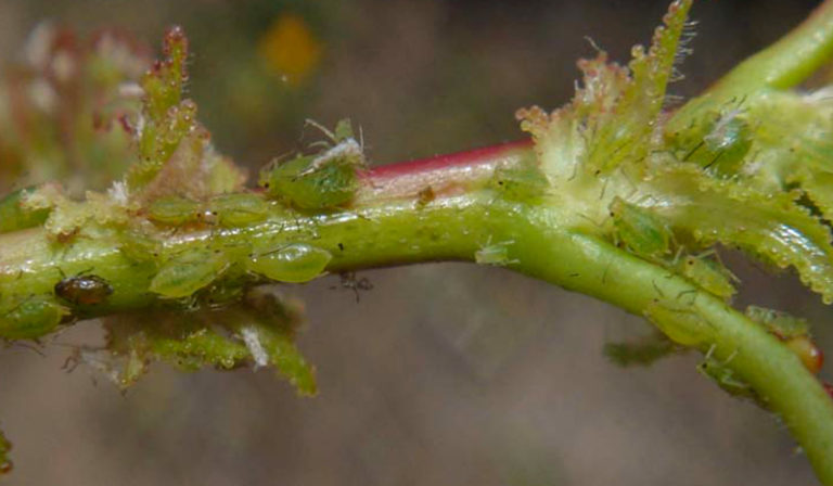 Le puceron vert du pêcher - AMAROC AGRO