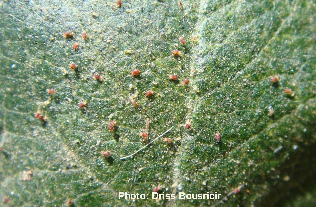 r-acarien-jaune-degats-sur-feuille-pommier - AMAROC AGRO