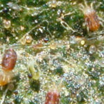 Acariens - AMAROC AGRO