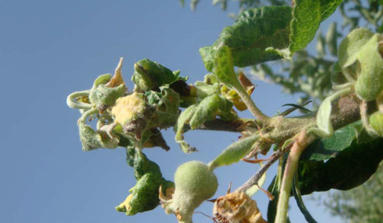 Le puceron cendré du pommier - AMAROC AGRO