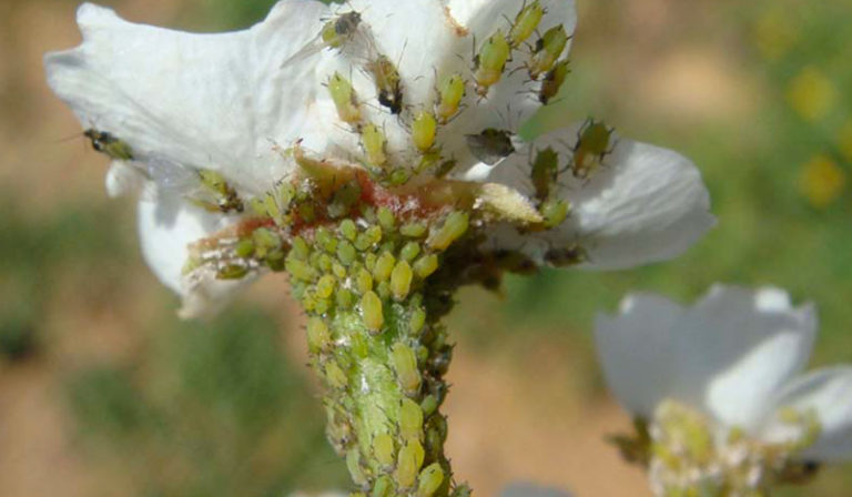 Le puceron vert du pommier - AMAROC AGRO