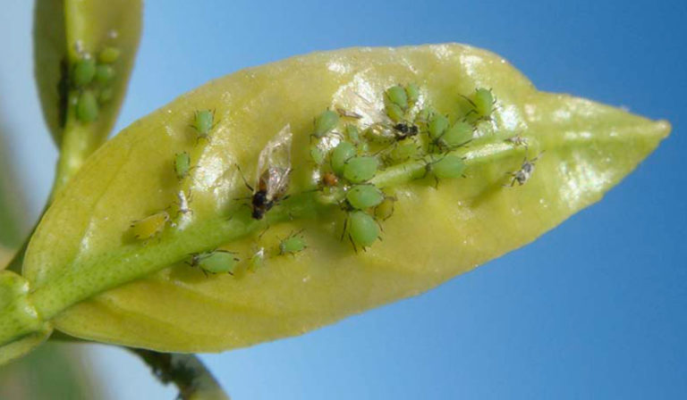 Le puceron vert du pommier - AMAROC AGRO