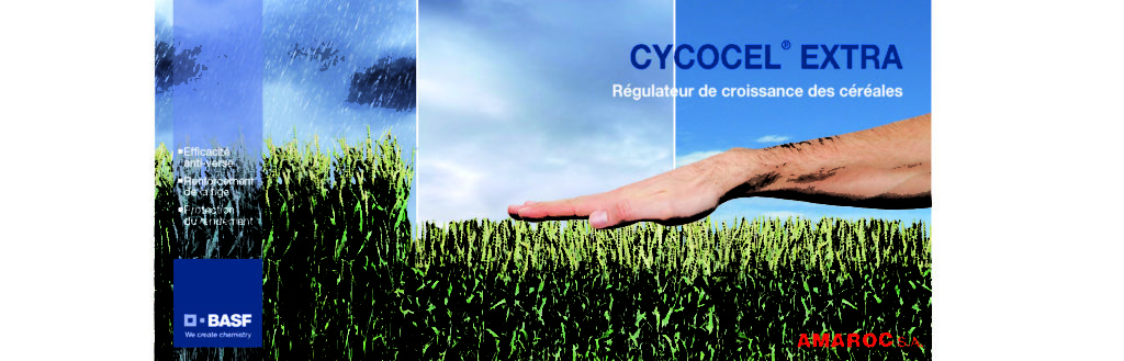 Insertion cycocel - AMAROC AGRO